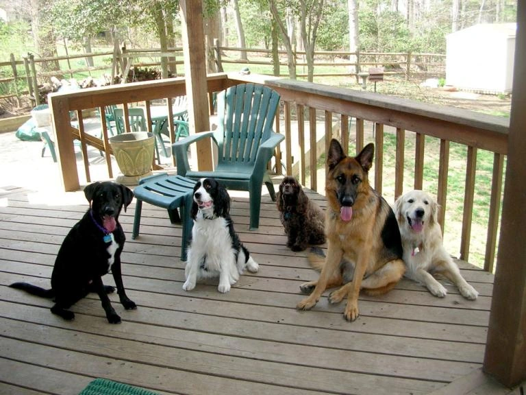 Domestic Dog | Canidae Wiki | Fandom