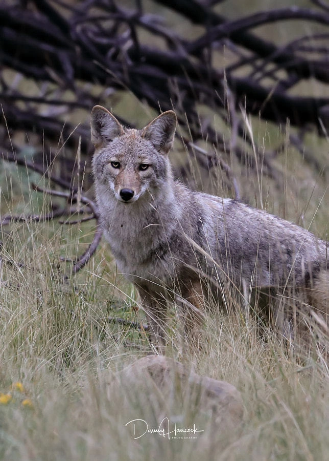 Coyote | Canidae Wiki | Fandom
