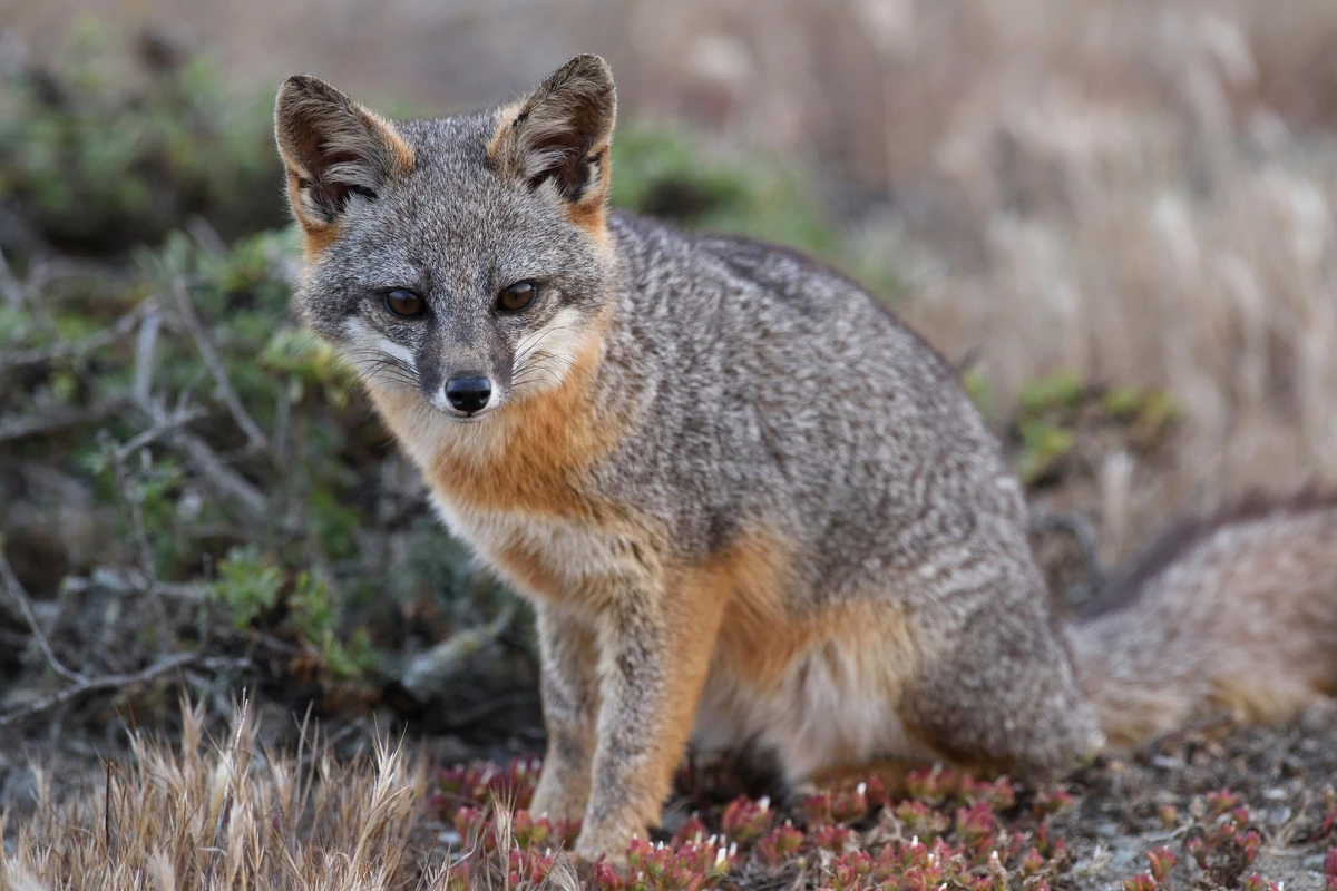 Island Fox | Canidae Wiki | Fandom