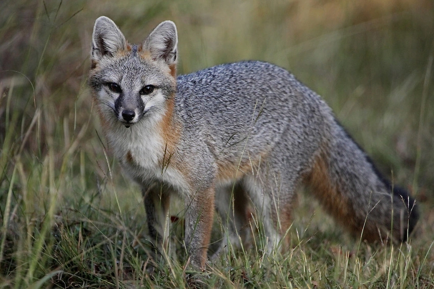 Gray Fox | Canidae Wiki | Fandom