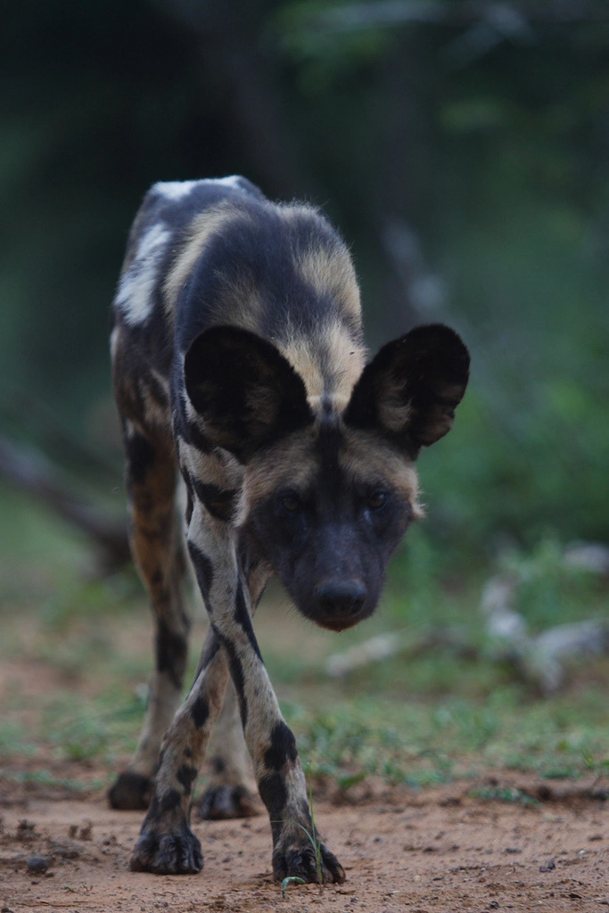 African Wild Dog | Canidae Wiki | Fandom