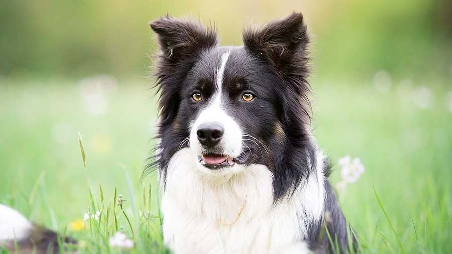 Border Collie | Canine Wiki | Fandom