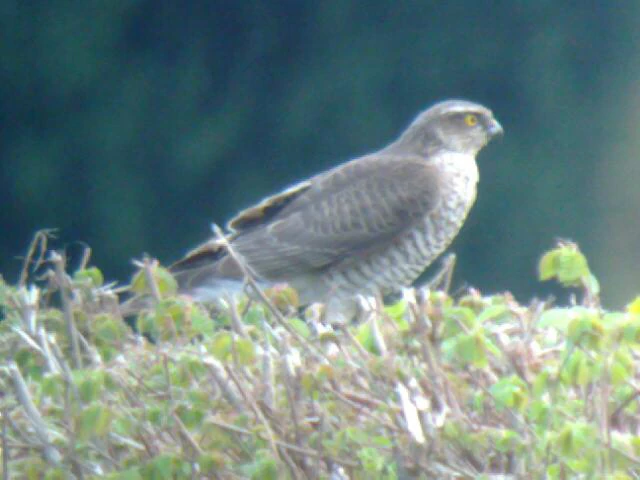 Sparrowhawk | Canon's farm Wiki | Fandom