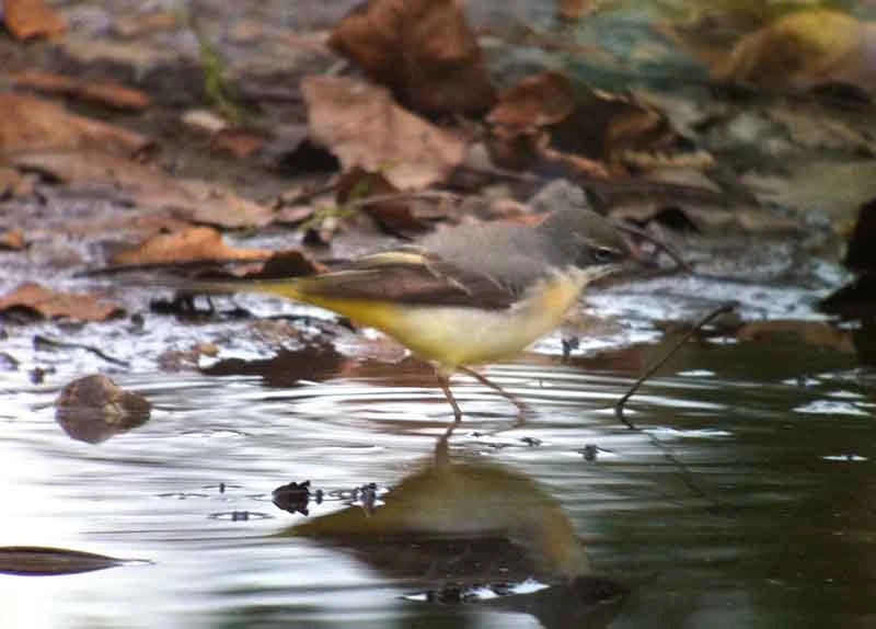 Grey Wagtail | Canon's farm Wiki | Fandom