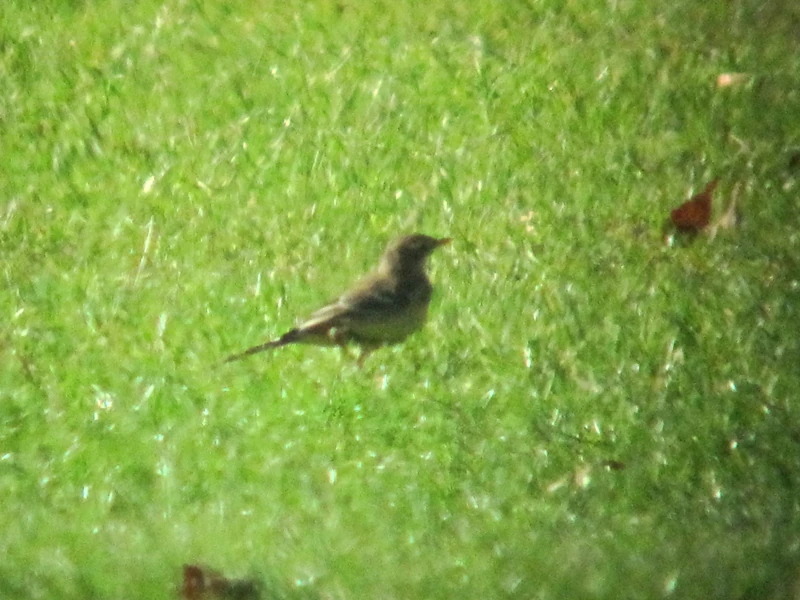 Yellow Wagtail | Canon's farm Wiki | Fandom
