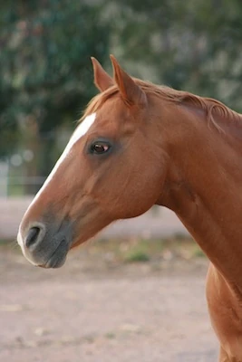 Baylee | Canterwood Crest Wiki | Fandom