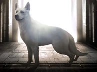 Hewie | Haunting Ground Wiki | Fandom