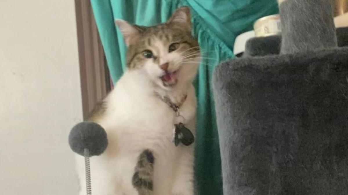 Caprice Hissed at the Law Professor and the ASL Midterm Won | Caprice ...