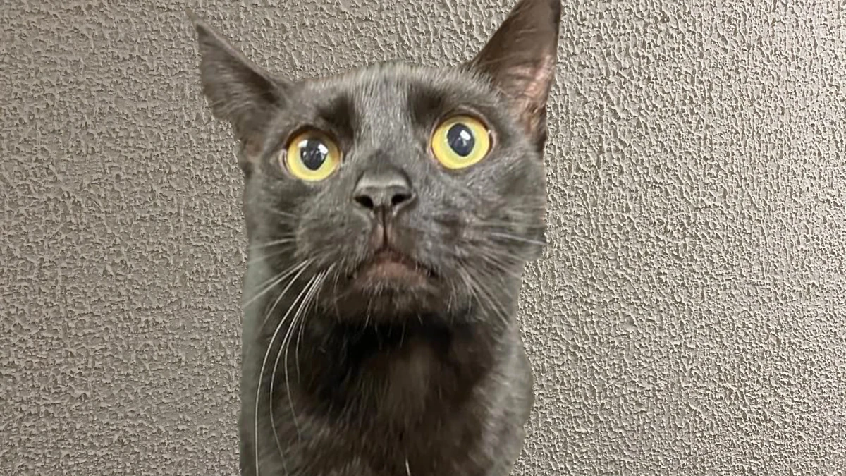 Jackson Doogan | Caprice & Ella Wiki | Fandom