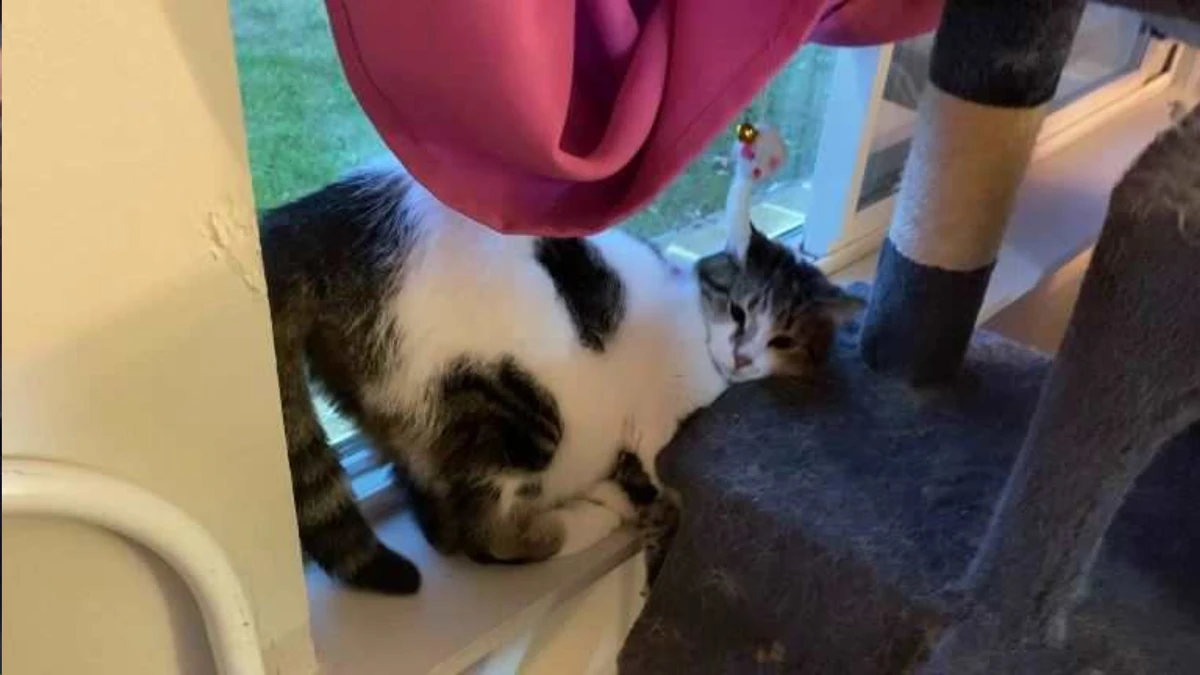 Addressing Concerns 6 & 7 | Caprice & Ella Wiki | Fandom