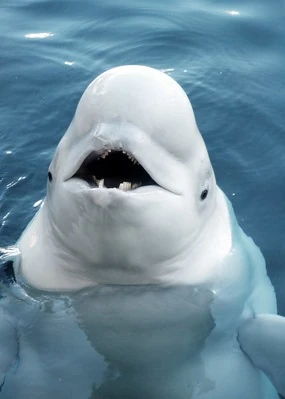 Allua | Captive Cetacean Wiki | Fandom