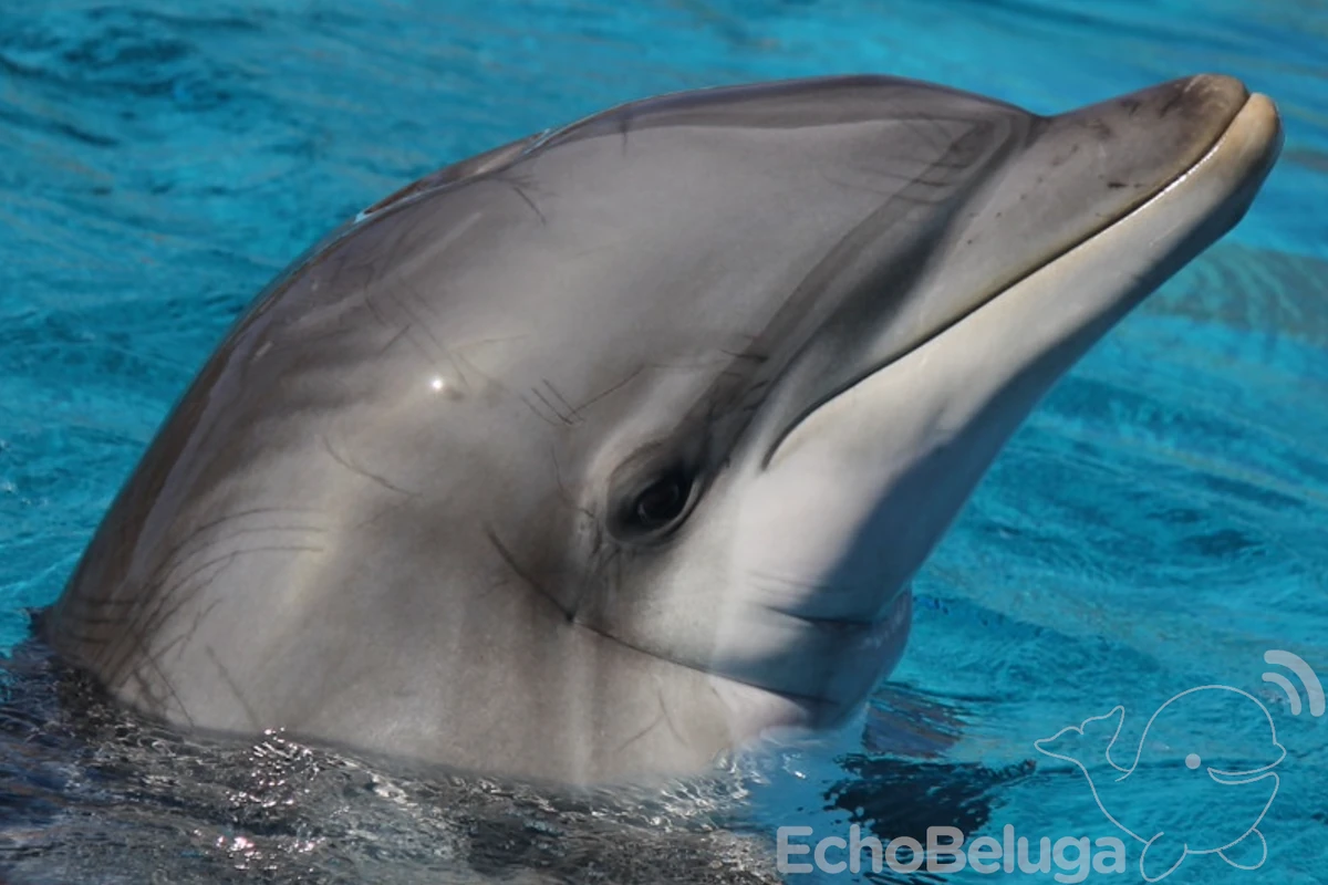 Sofi | Captive Cetacean Wiki | Fandom