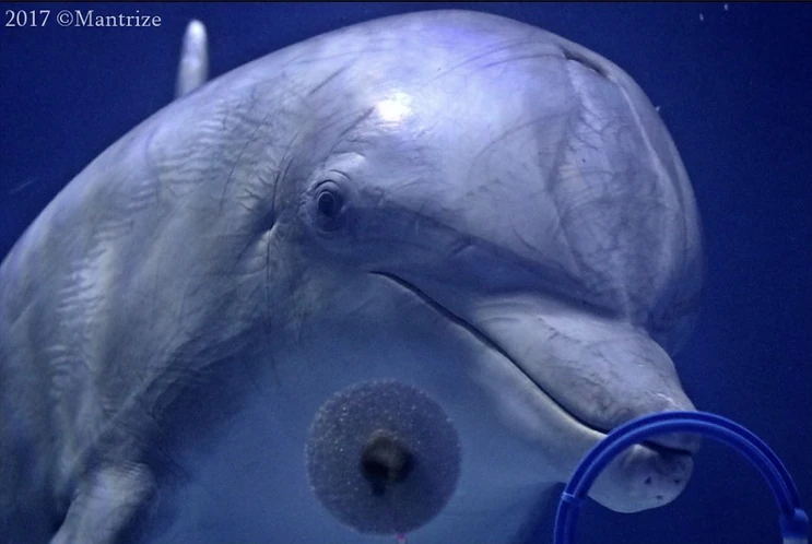 Malabar | Captive Cetacean Wiki | Fandom