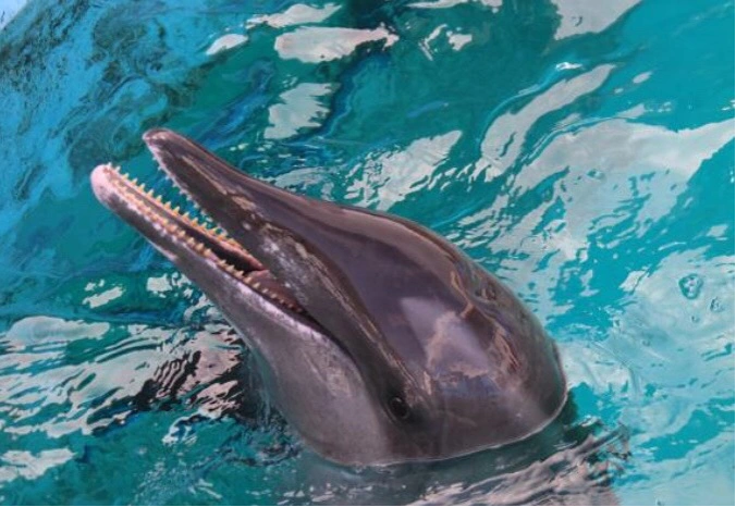 Largo | Captive Cetacean Wiki | Fandom