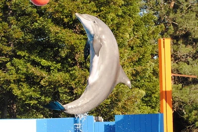 Cupid | Captive Cetacean Wiki | Fandom