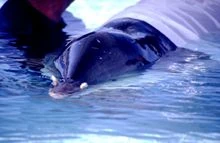 Pumbaa | Captive Cetacean Wiki | Fandom