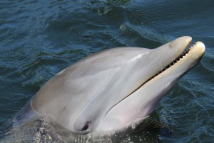 Zoe Captive Cetacean Wiki Fandom