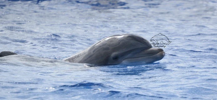 Lily (Dolphin Quest Bermuda 2004) | Captive Cetacean Wiki | Fandom