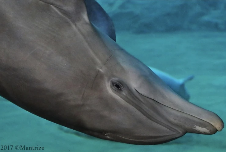 Phebe | Captive Cetacean Wiki | Fandom