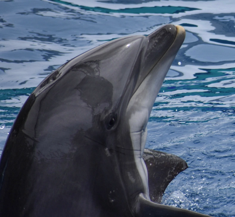 Corona | Captive Cetacean Wiki | Fandom