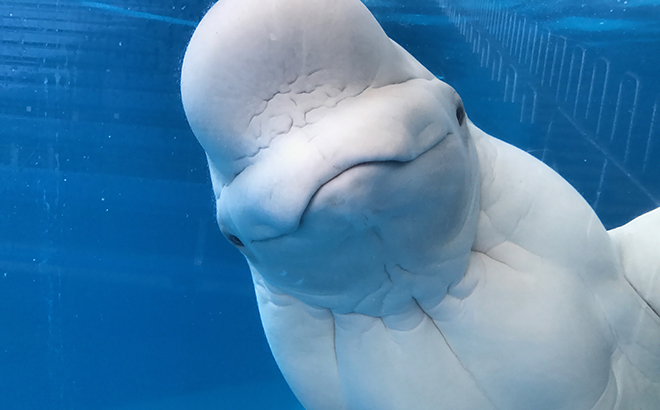Oliver Captive Cetacean Wiki Fandom