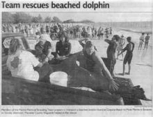 Hemingway (Mote Marine Laboratory 2000) | Captive Cetacean Wiki | Fandom