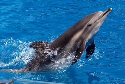 Bullet | Captive Cetacean Wiki | Fandom