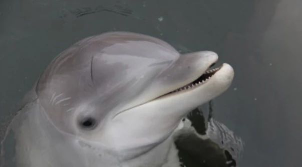 Nyla | Captive Cetacean Wiki | Fandom