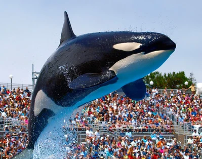 Category:Characters | Captive Cetacean Wiki | Fandom
