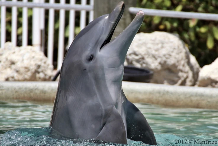 Zo | Captive Cetacean Wiki | Fandom