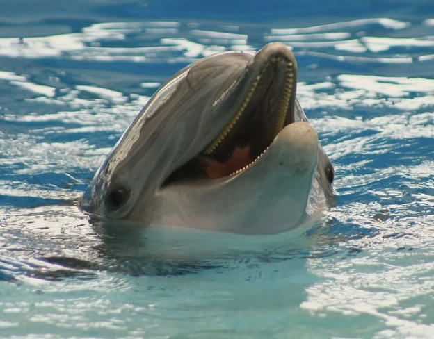 Chesapeake | Captive Cetacean Wiki | Fandom