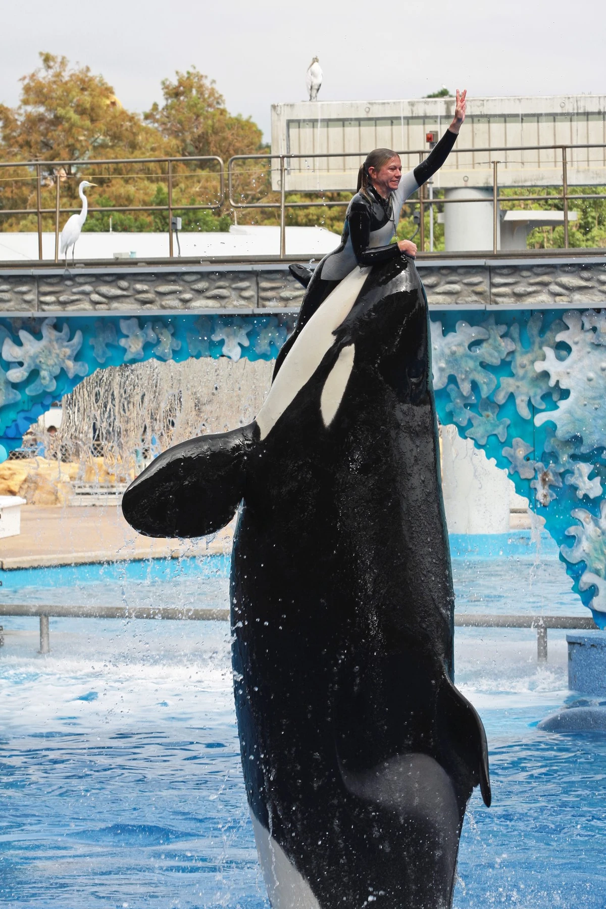 Killer Whales | Captive Cetacean Wiki | Fandom