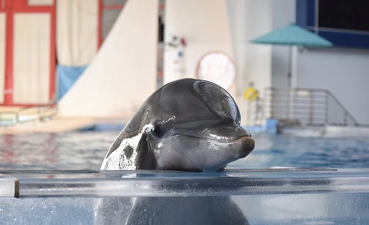 Foster | Captive Cetacean Wiki | Fandom