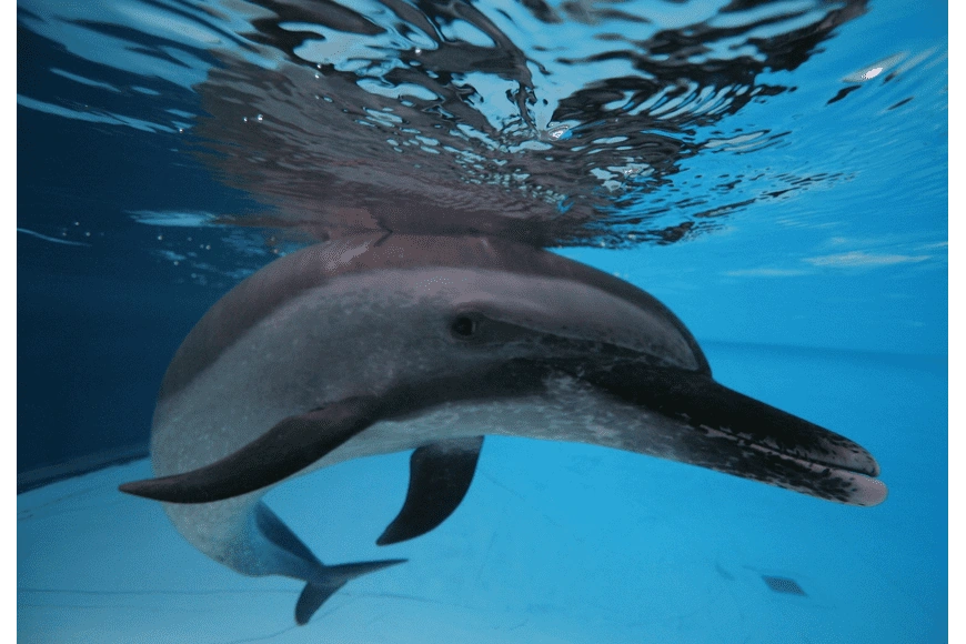 Moonshine | Captive Cetacean Wiki | Fandom