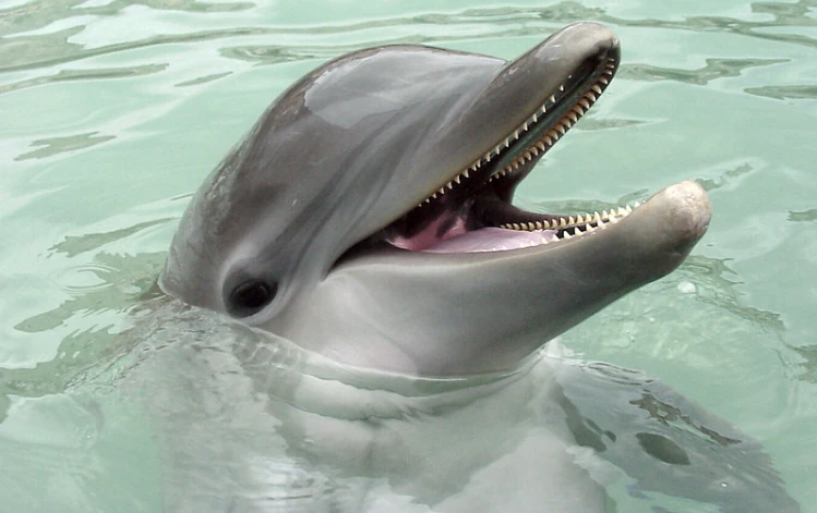 Nimbus | Captive Cetacean Wiki | Fandom