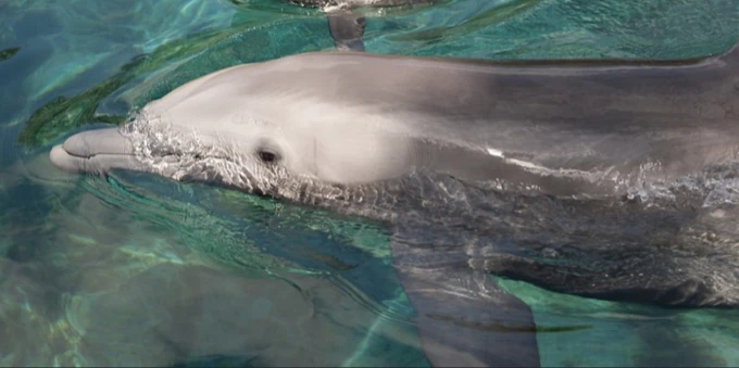 Clipper | Captive Cetacean Wiki | Fandom