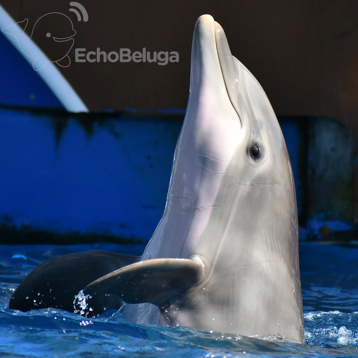 Karli | Captive Cetacean Wiki | Fandom