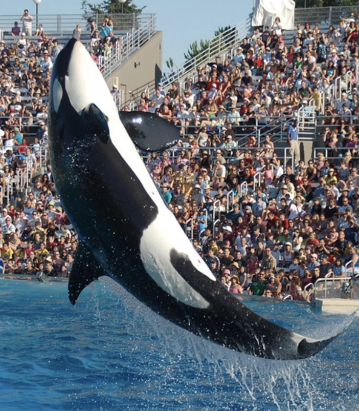 Orkid | Captive Cetacean Wiki | Fandom