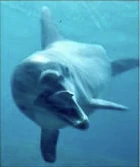 Axl | Captive Cetacean Wiki | Fandom
