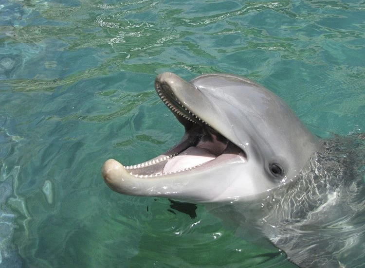 Ringo | Captive Cetacean Wiki | Fandom