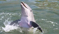 Baby Bit | Captive Cetacean Wiki | Fandom