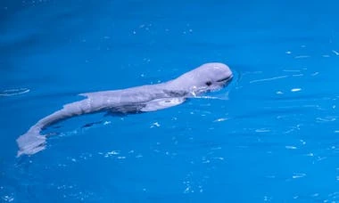 Atlas | Captive Cetacean Wiki | Fandom