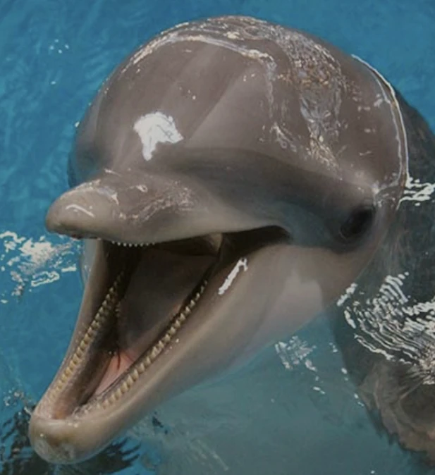 Orin | Captive Cetacean Wiki | Fandom