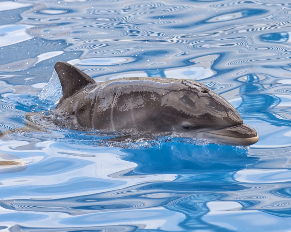 Blue | Captive Cetacean Wiki | Fandom