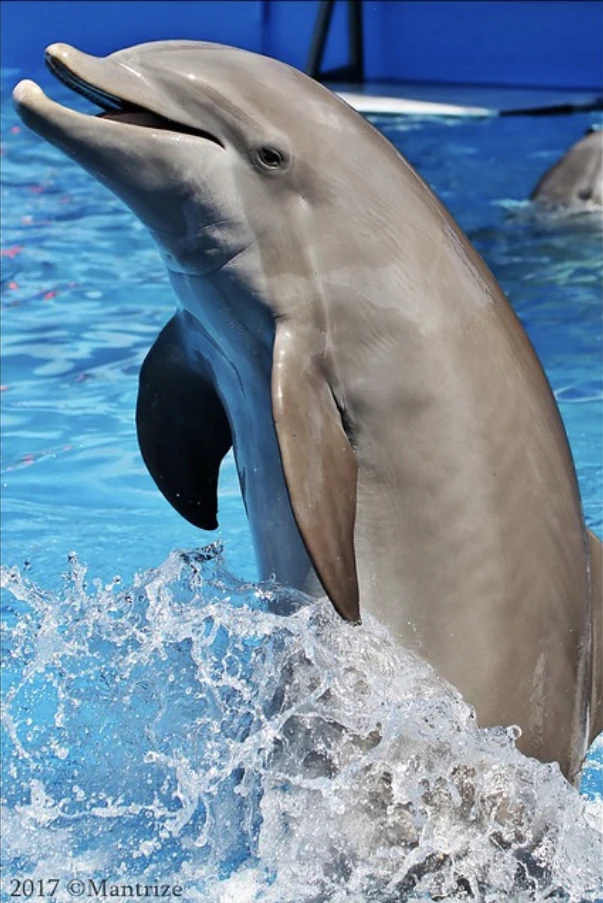 Sundance | Captive Cetacean Wiki | Fandom
