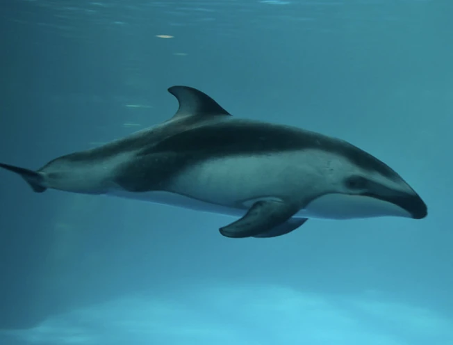 Munchkin | Captive Cetacean Wiki | Fandom