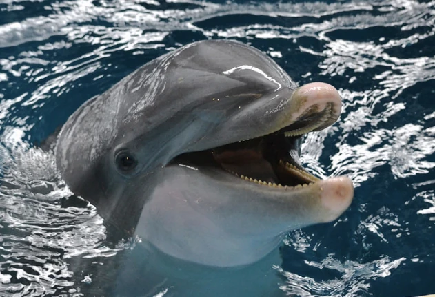 Kimo | Captive Cetacean Wiki | Fandom