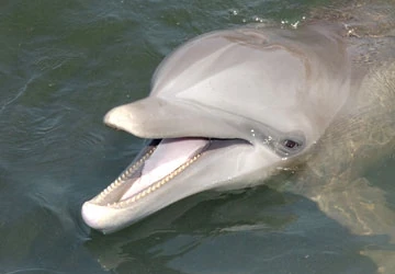 Merina | Captive Cetacean Wiki | Fandom