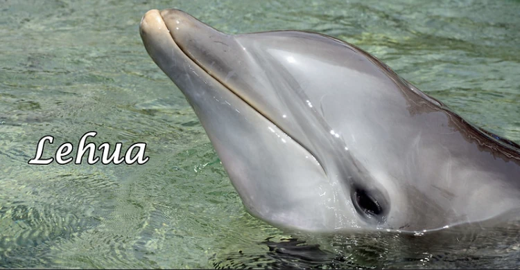 Lehua | Captive Cetacean Wiki | Fandom