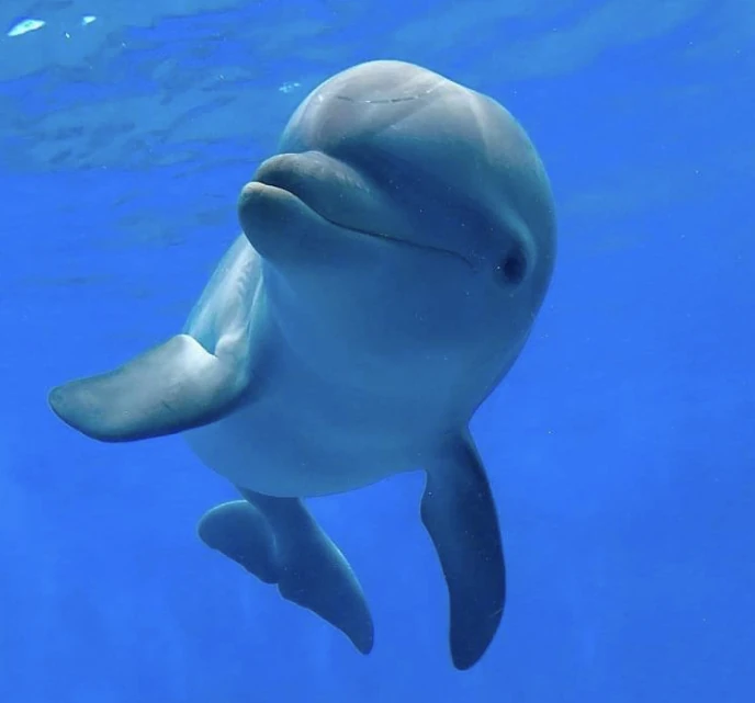 Oli | Captive Cetacean Wiki | Fandom